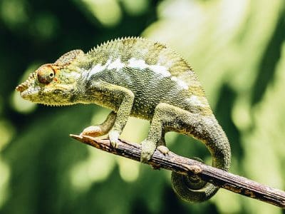 105 Random Animal List: Names of Top Ones to See & Learn About