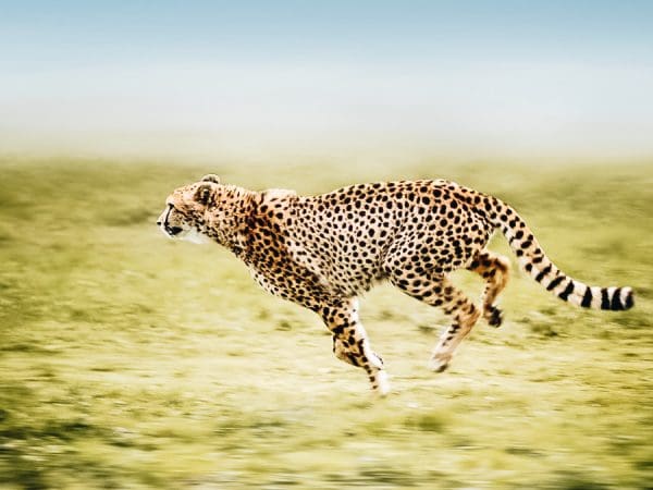 105 Random Animal List: Names of Top Ones to See & Learn About