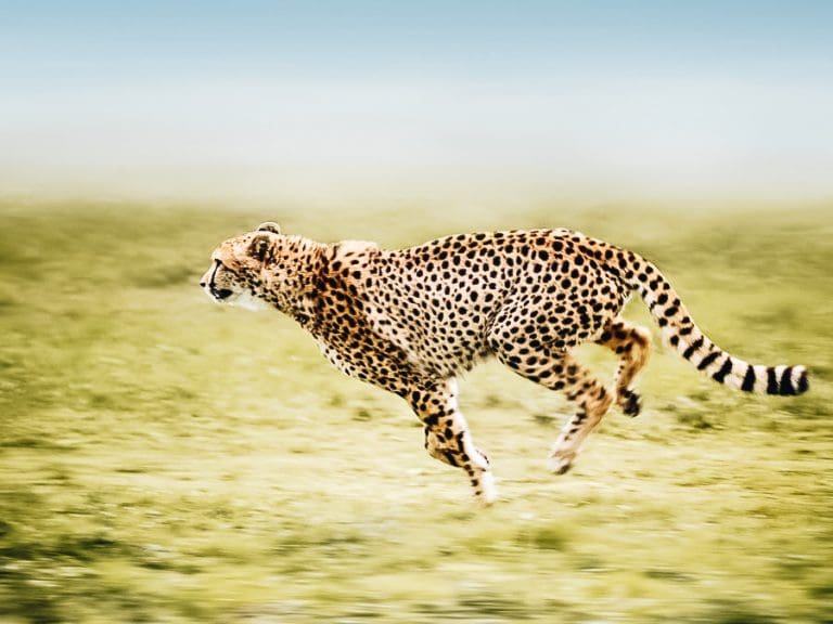 105 Random Animal List: Names of Top Ones to See & Learn About