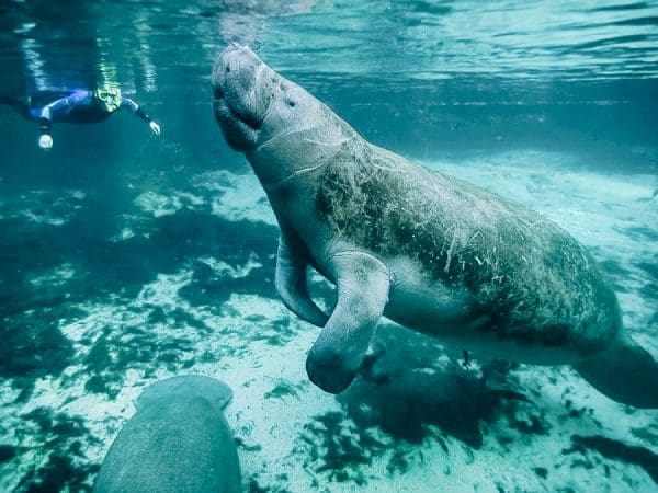 Crystal River Florida Bucket List: 22 Things Not to Miss