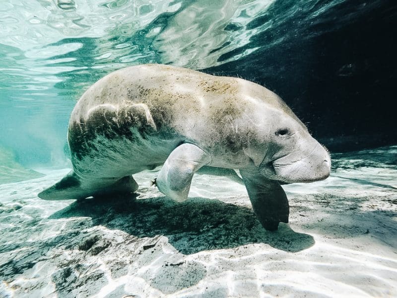 Crystal River Florida Bucket List: 22 Things Not to Miss