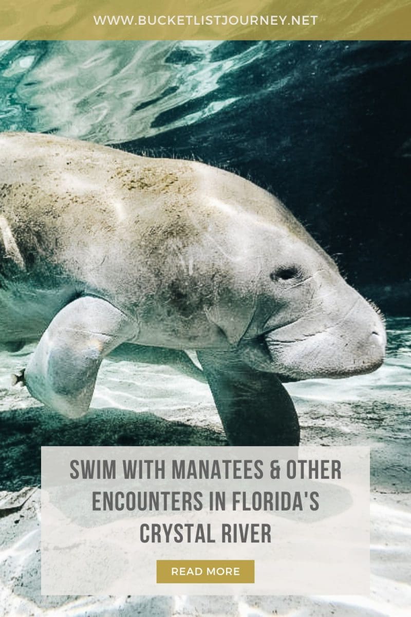 Swim with Manatees & Other Encounters in Florida's Crystal River