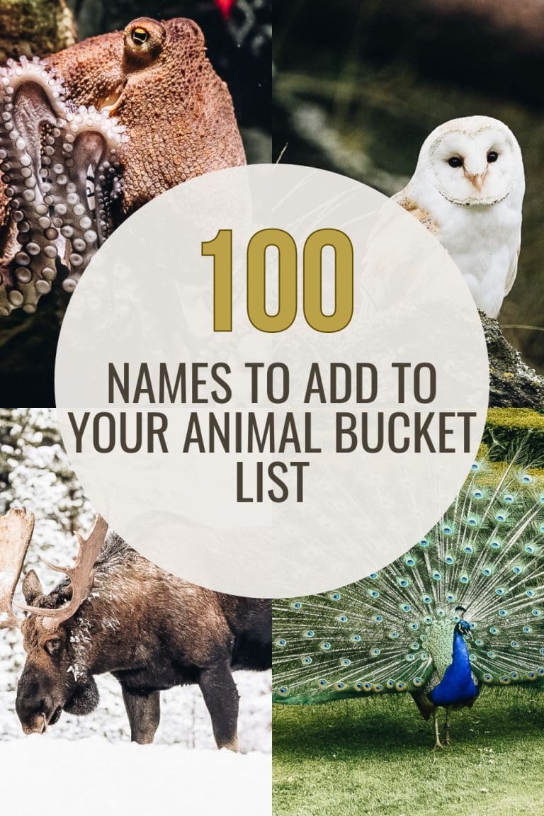 105 Random Animal List: Names of Top Ones to See & Learn About