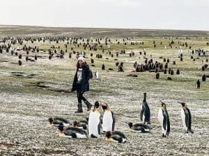 Falkland Island's Volunteer Point: King Penguins Tour