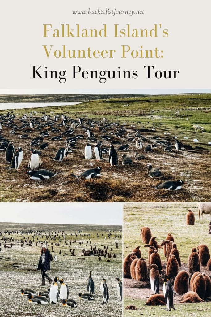 Falkland Island's Volunteer Point: King Penguins Tour