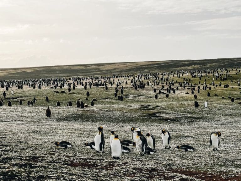 Falkland Island's Volunteer Point: King Penguins Tour