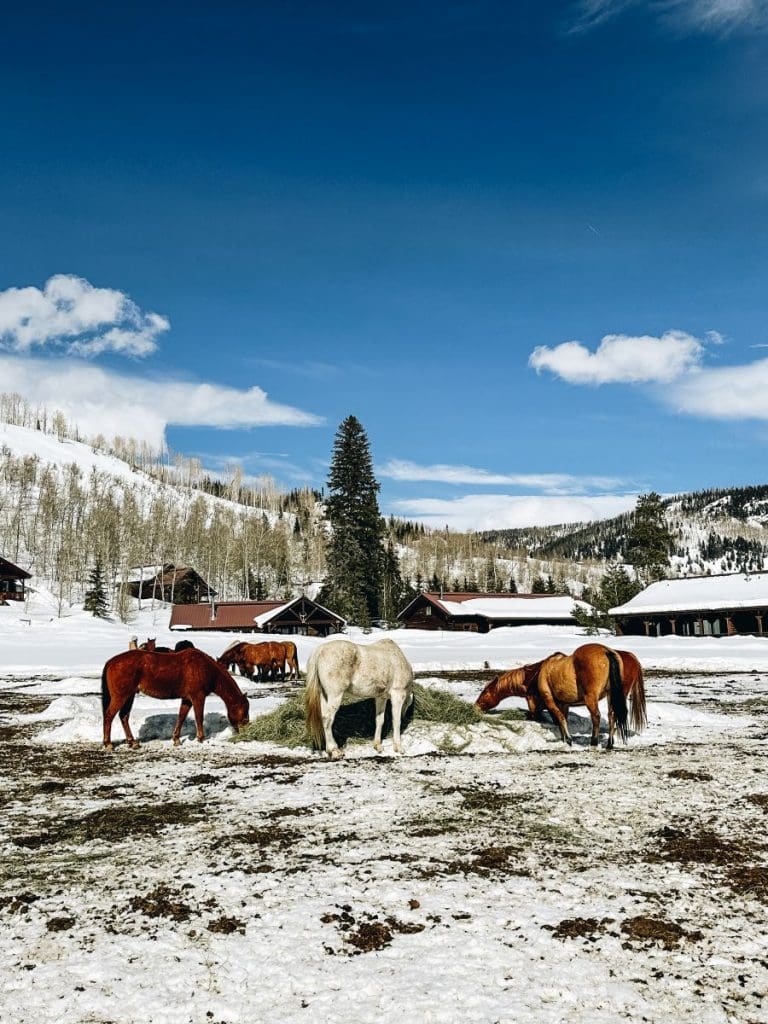 Vista Verde Guest Ranch: A Colorado Dude Ranch