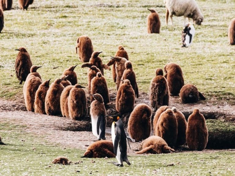 Falkland Island's Volunteer Point: King Penguins Tour