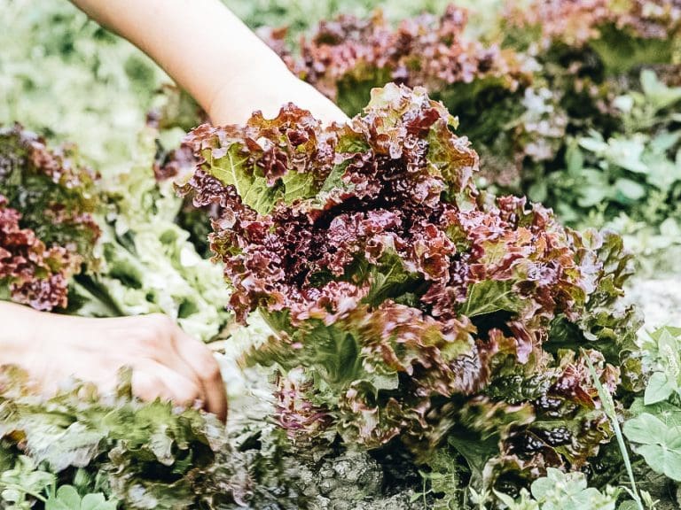 Vegetables Bucket List: 133 Names of Top Veggies to Eat