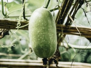 Vegetables Bucket List: 133 Names of Top Veggies to Eat