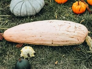 Vegetables Bucket List: 133 Names of Top Veggies to Eat