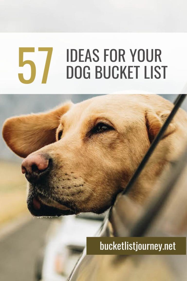 Dog Bucket List: 57 Fun Things to Do & Happy Activities